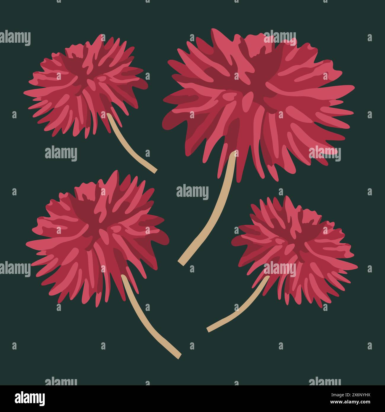 Pink red dahlia flower Stock Vector Images - Alamy