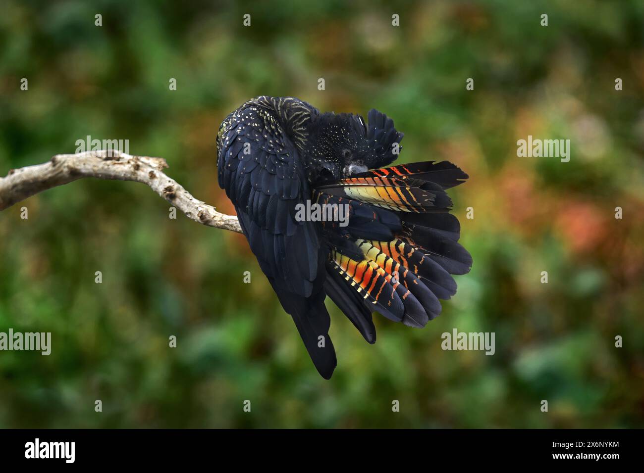 Australia wildlife. Red-tailed black cockatoo, Calyptorhynchus banksii ...