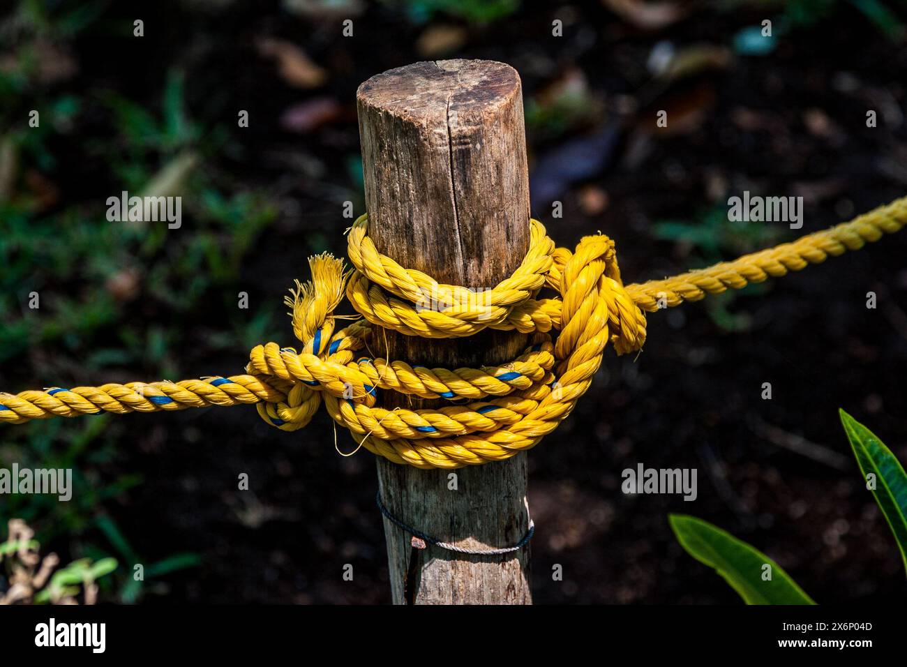 Yellow rope tied into knots to a wooden pole Stock Photo - Alamy