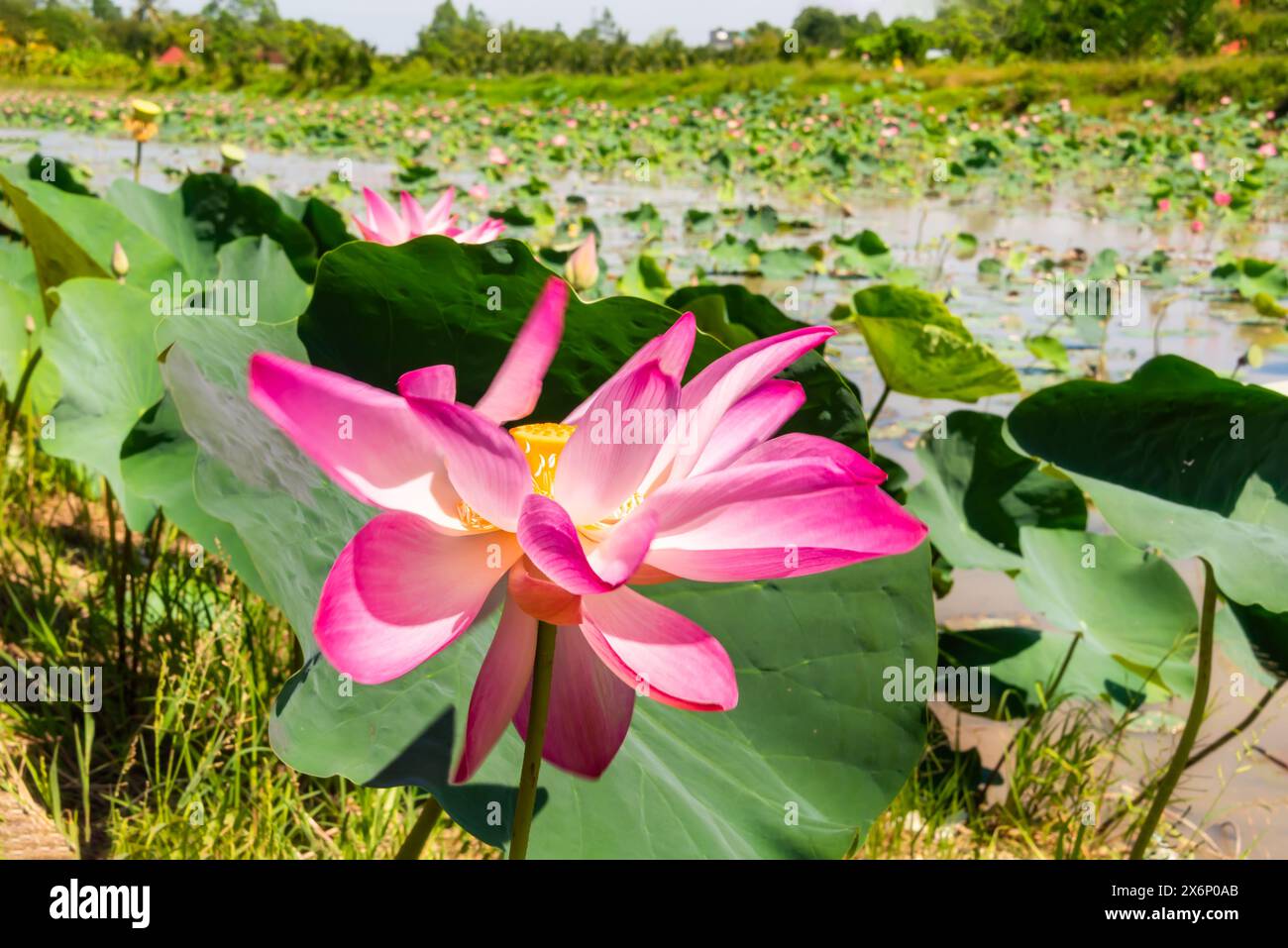 Lotus flower field in Asia Stock Photo - Alamy