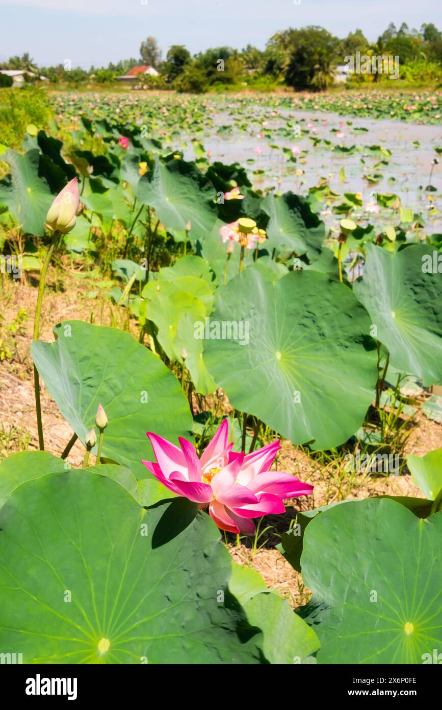 Lotus flower field in Asia Stock Photo - Alamy