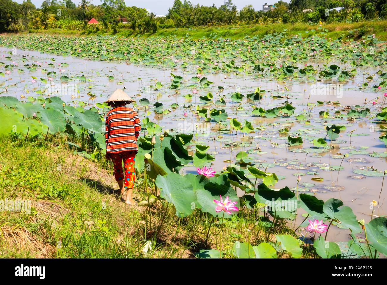 Asian woman collecting flowers on lotus field, Vietnam Stock Photo - Alamy