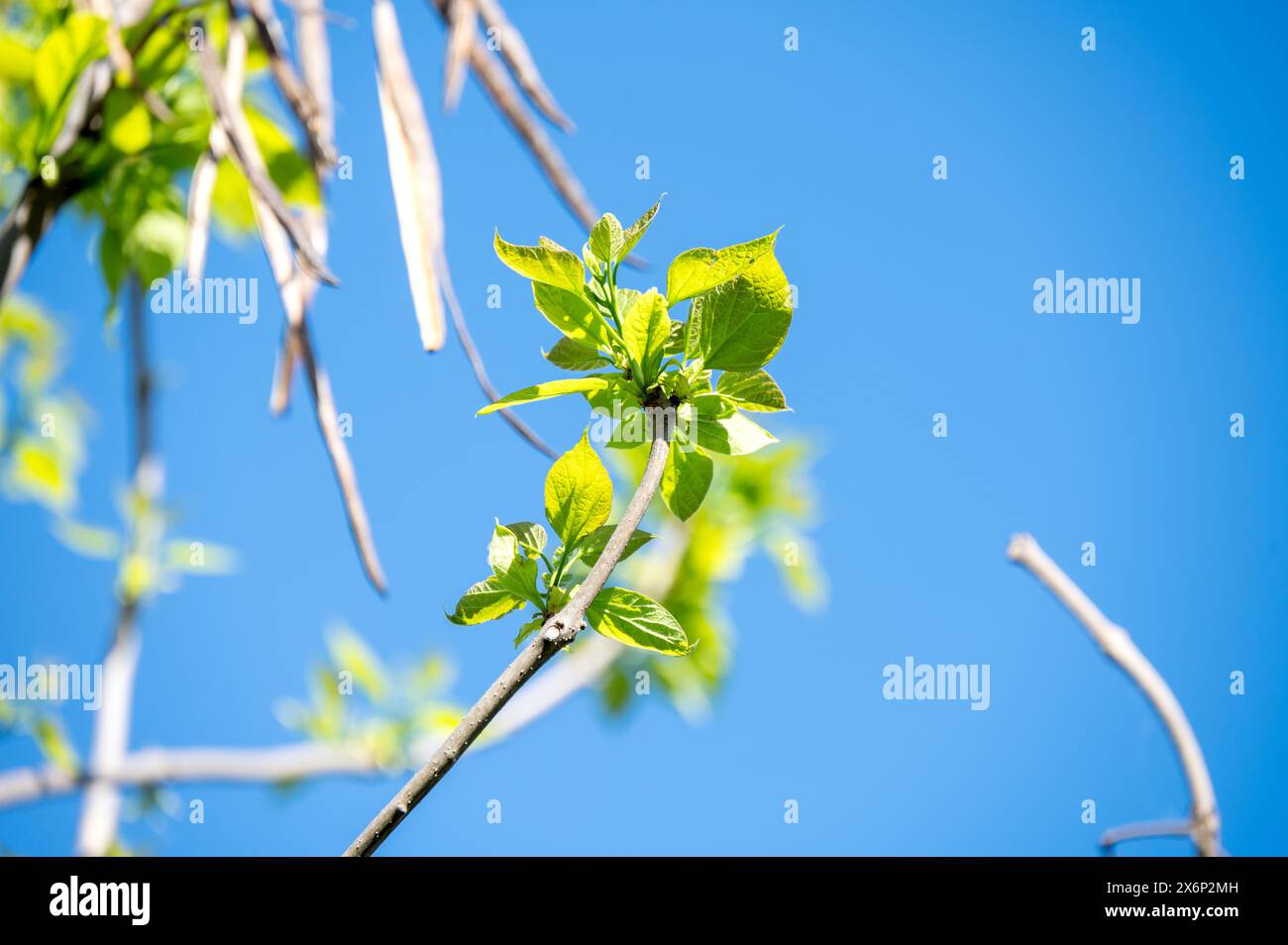 Close-up of fresh green leaves budding on a young twig, highlighted ...