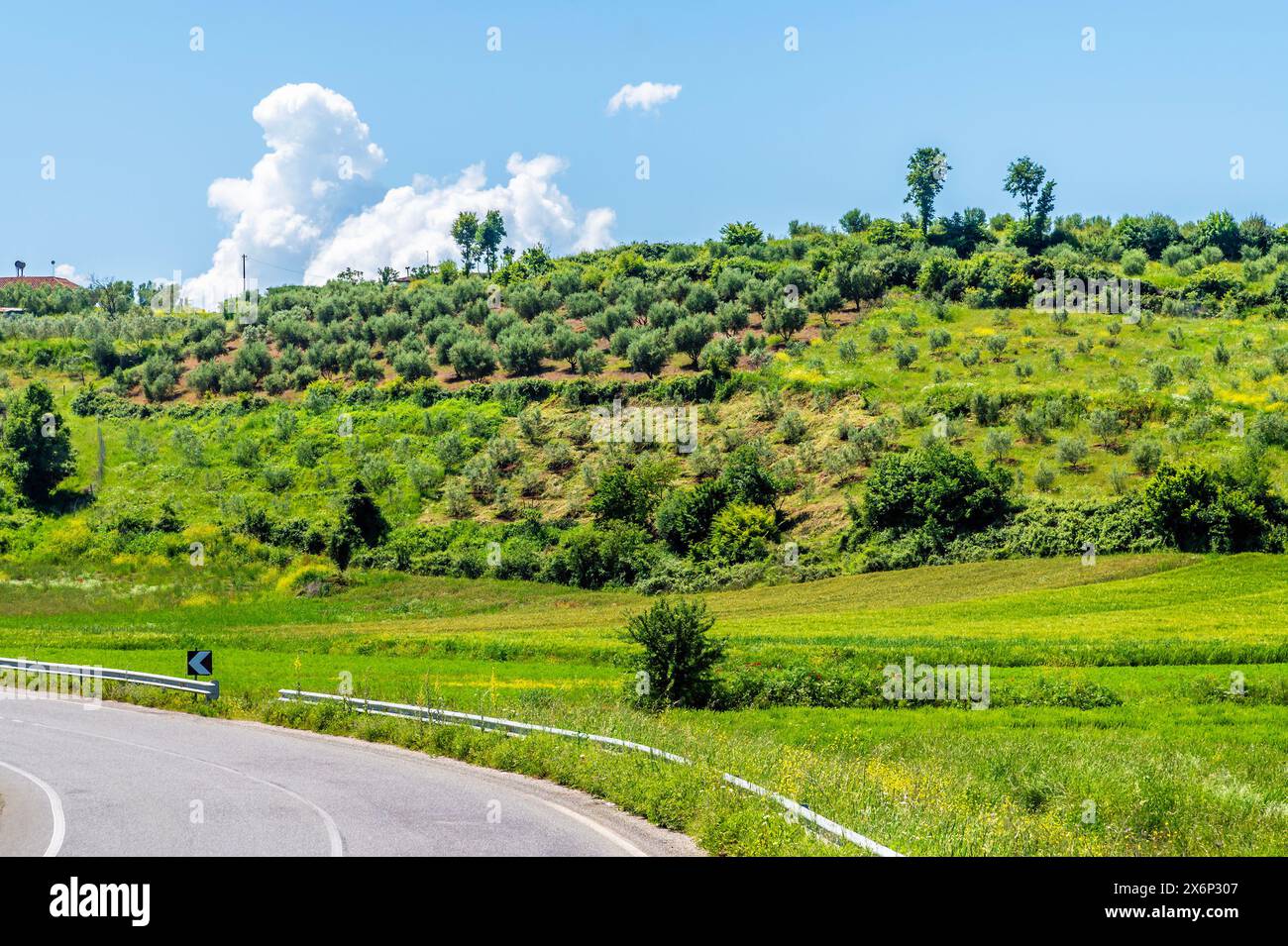 A view of Olive trees on the hillside on the way to Berat, Albania in ...