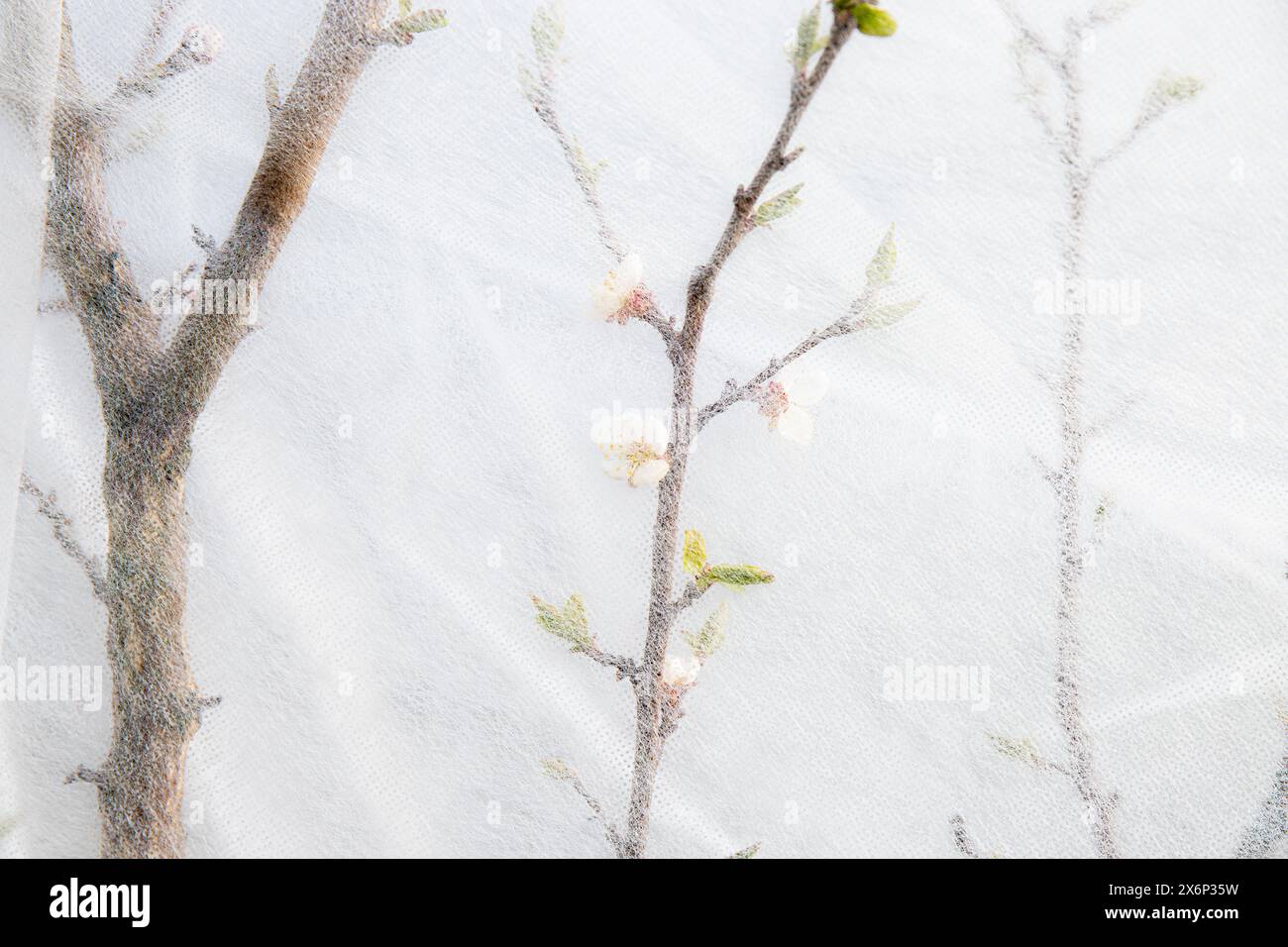 Protecting fruit tree blossoms from cold frostbite in early spring ...