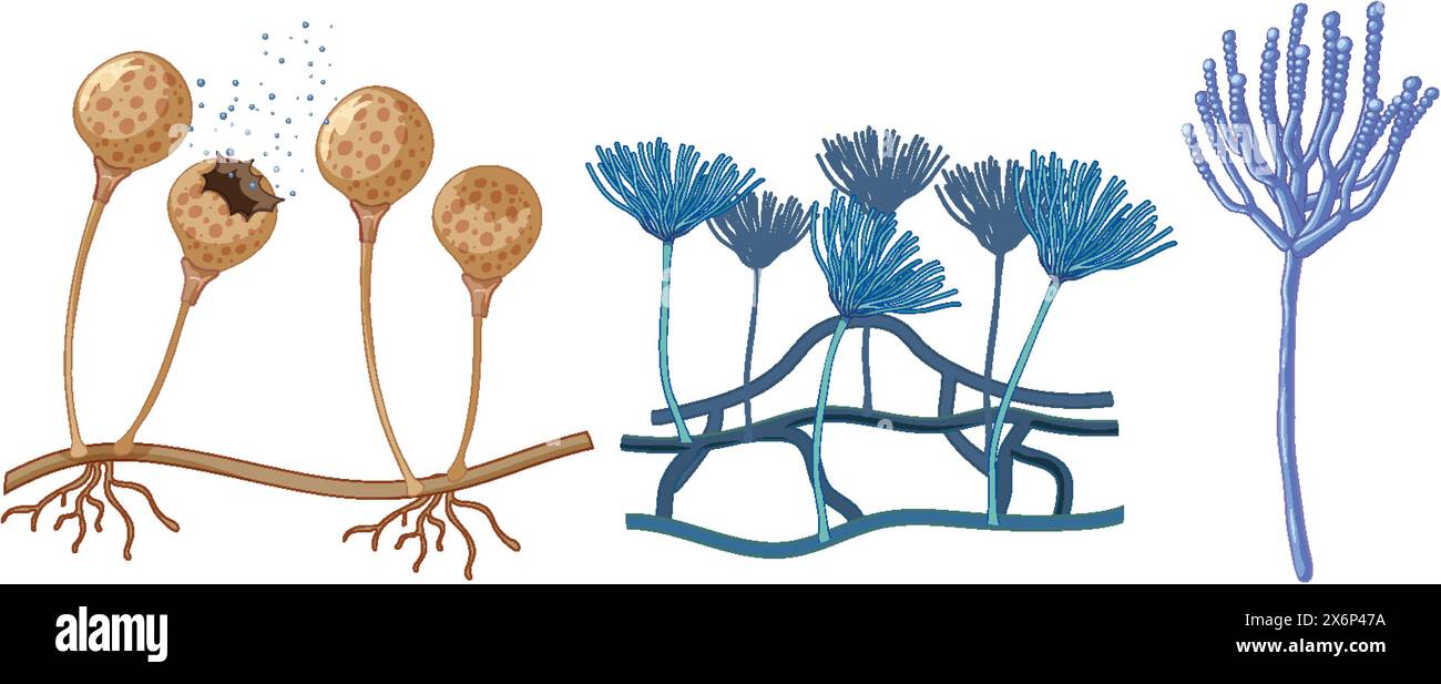 Detailed study of different species of mushrooms hi-res stock ...