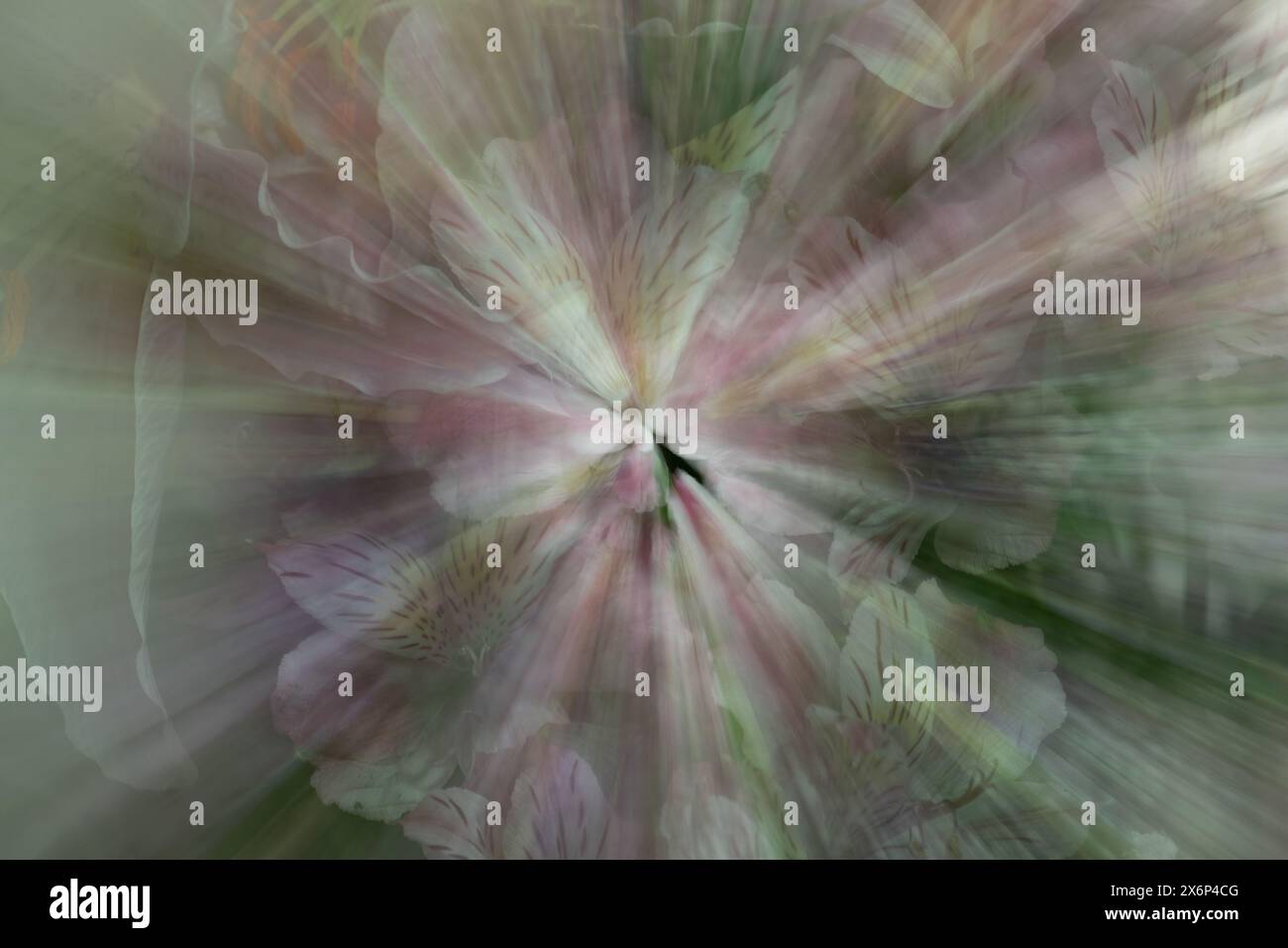 Zoomed image of flowers hi-res stock photography and images - Alamy