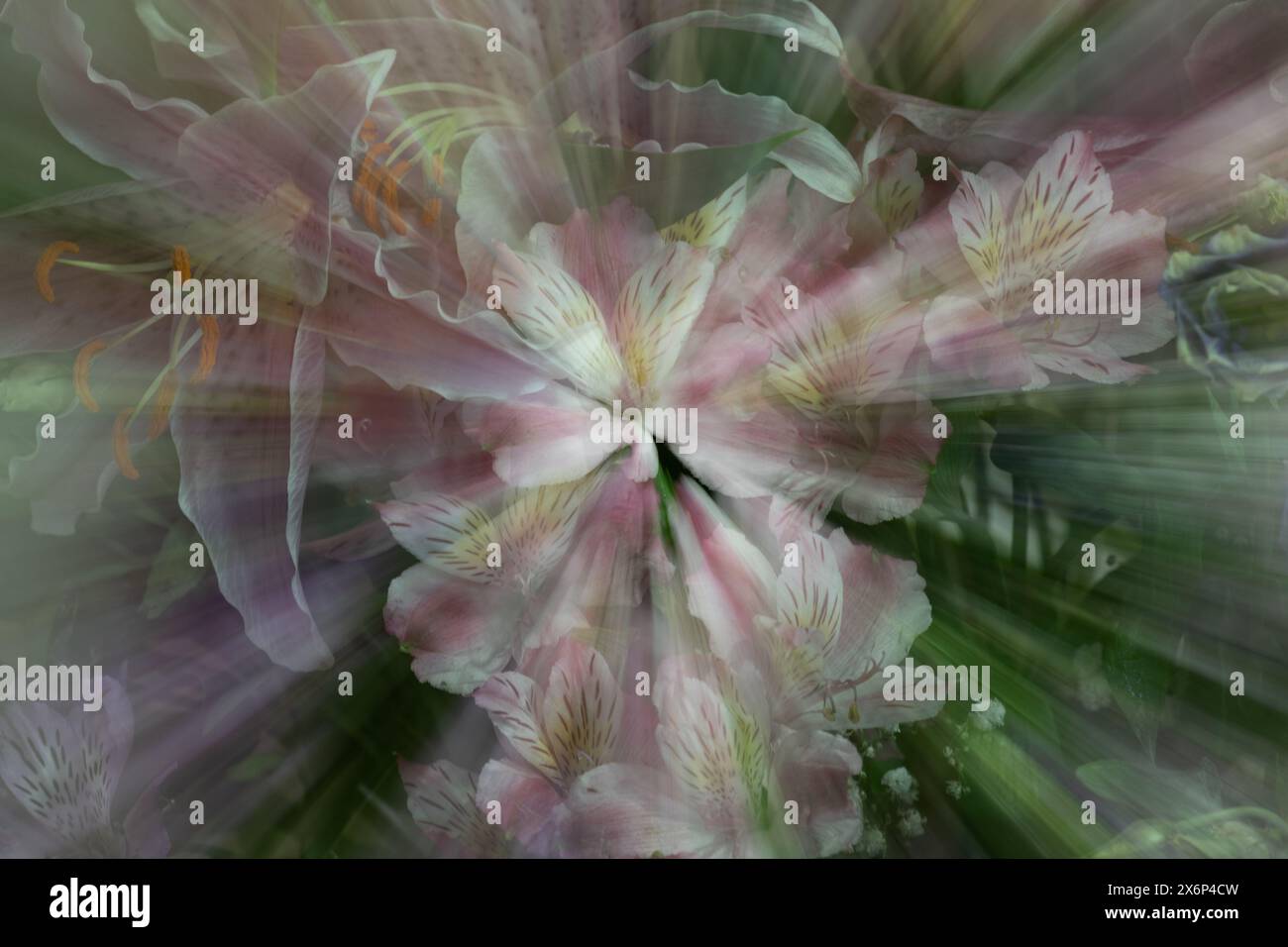 Zoom flowers hi-res stock photography and images - Alamy