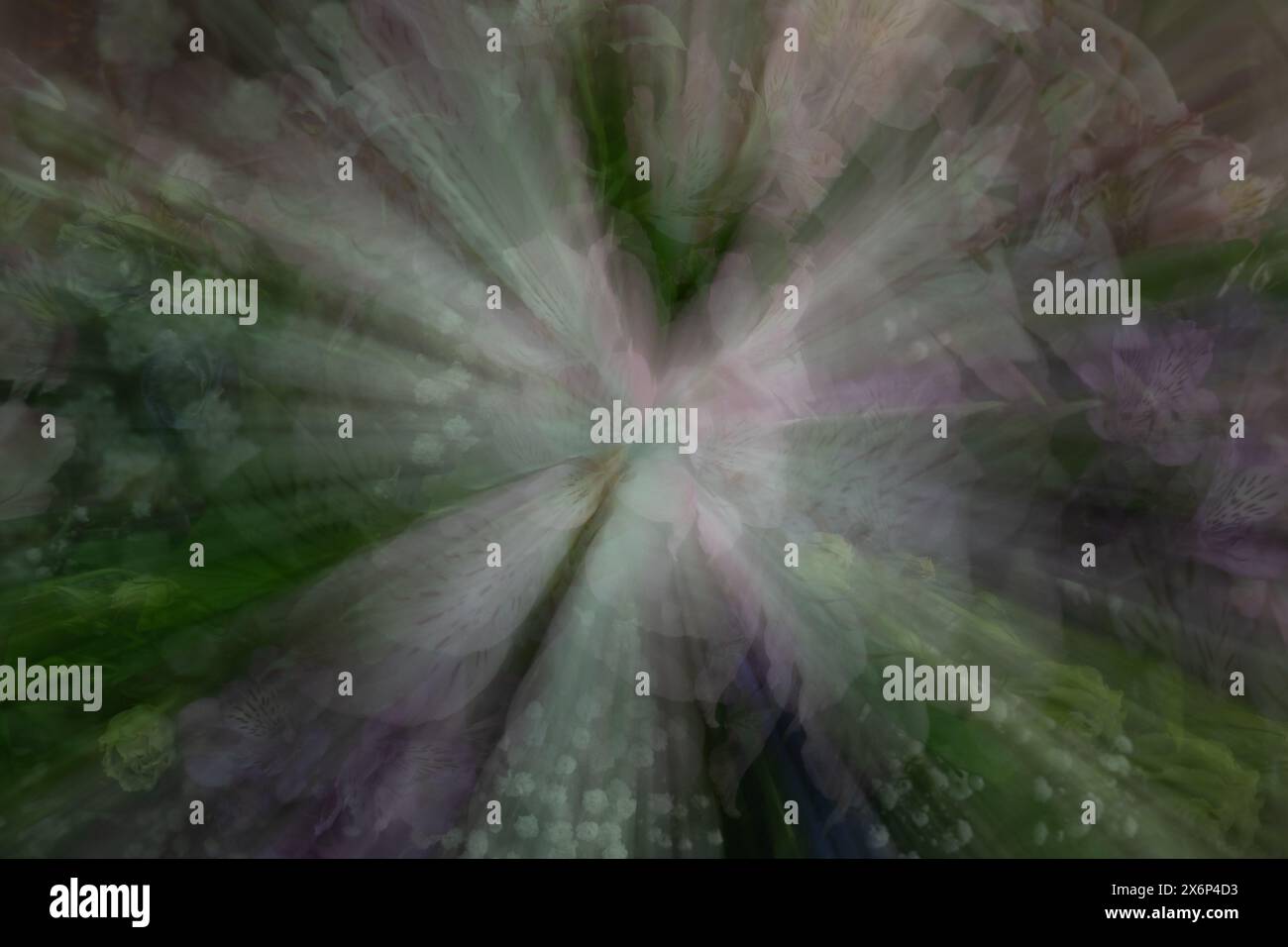 Zoom flowers hi-res stock photography and images - Alamy