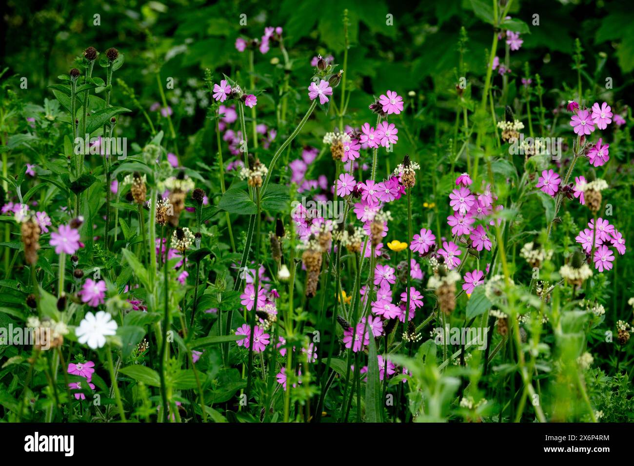 Mixed wildflowers roadside verge planting, Warwickshire, UK Stock Photo ...