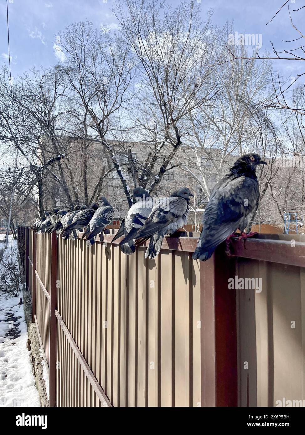 A group of pigeons standing in a row on a brown fence under the blue ...