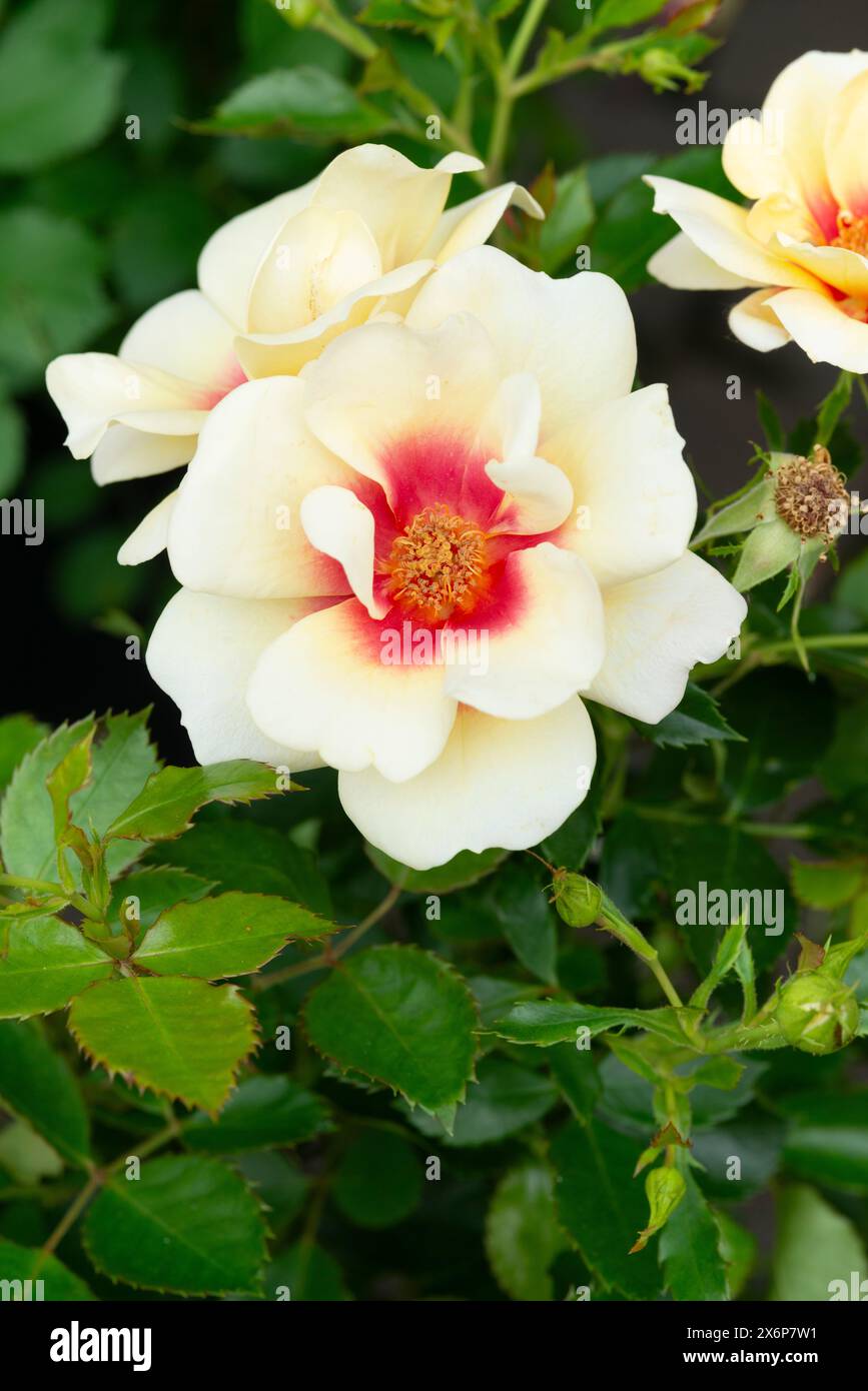 Glorious Babylon Eyes Rose Flower Stock Photo - Alamy