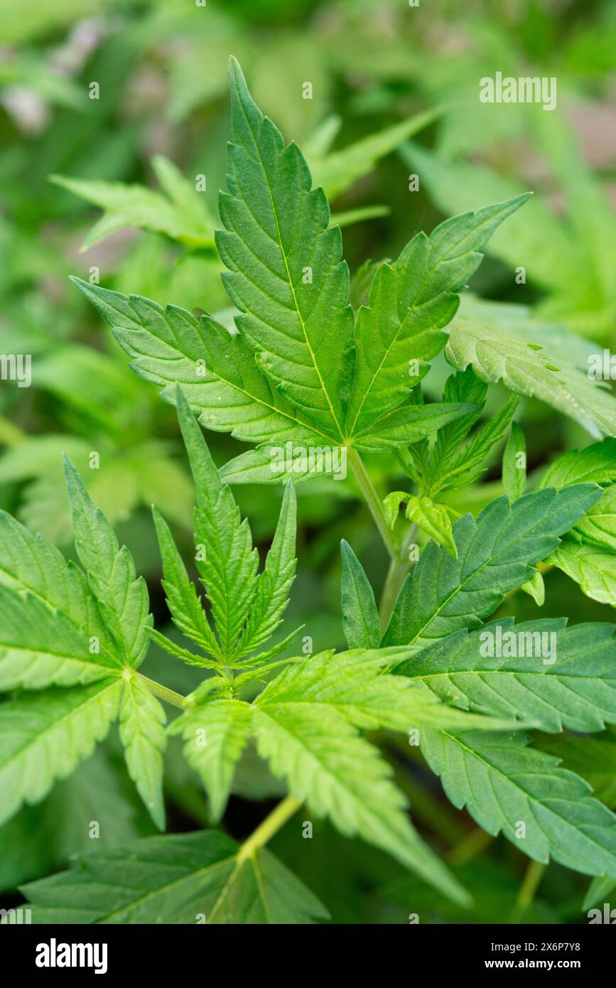 Cannabis alternative medicine hi-res stock photography and images - Alamy