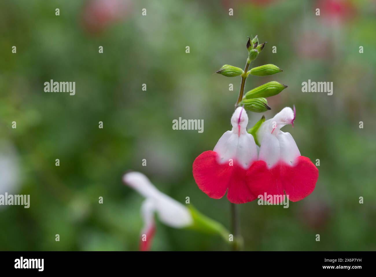 Mexican Savage Flowers, Salvia Microphylla Kunth Stock Photo - Alamy