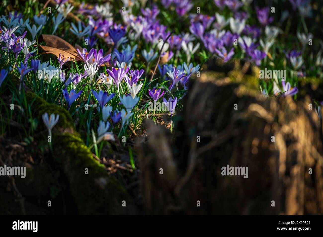 The arrival of spring. Crocus flowers in the forest. explosion of ...