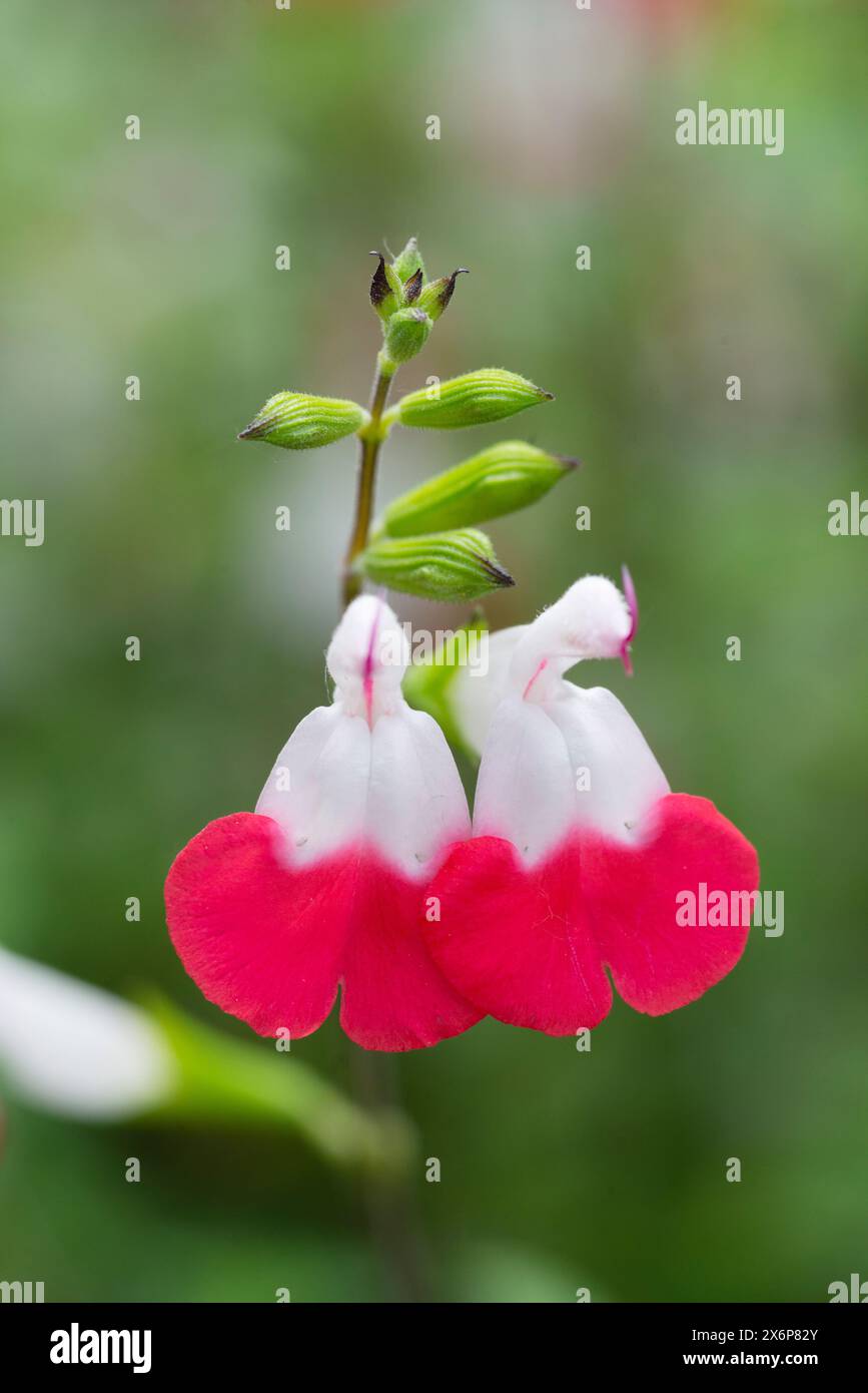Mexican Savage Flowers, Salvia Microphylla Kunth Stock Photo - Alamy