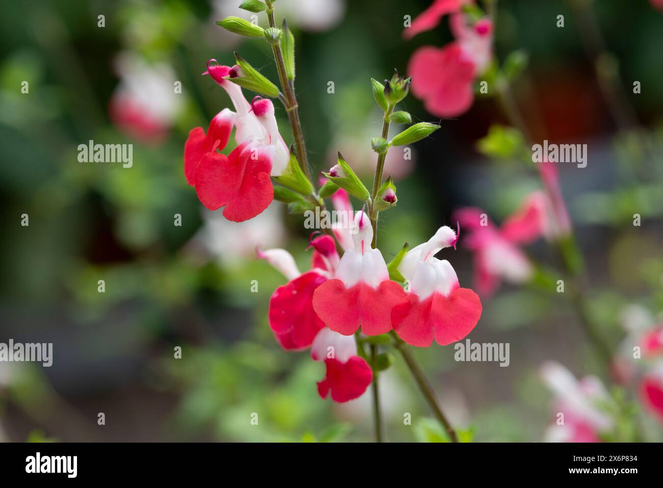 Mexican Savage Flowers, Salvia Microphylla Kunth Stock Photo - Alamy