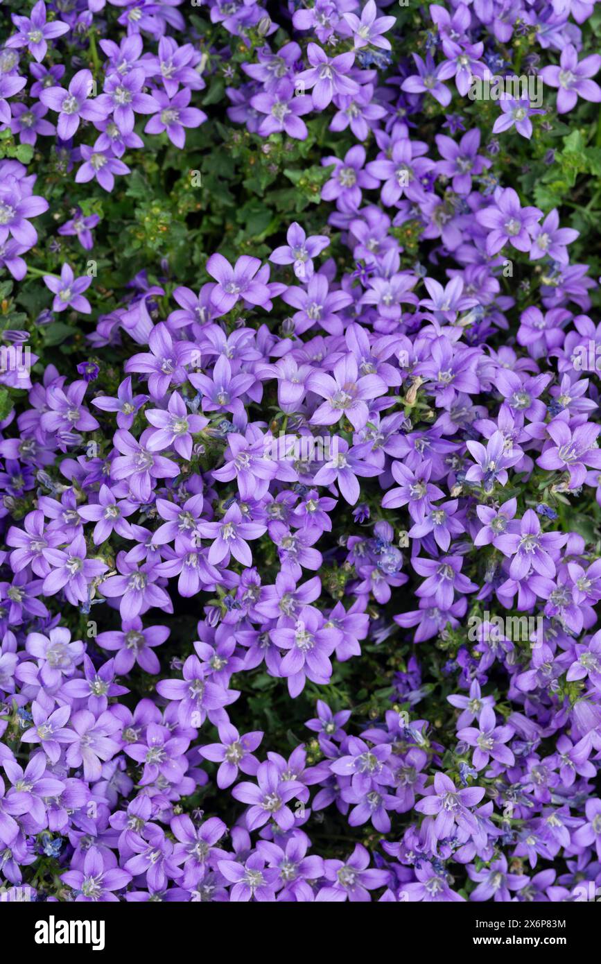 Bellflower campanula portenschlagiana hi-res stock photography and ...