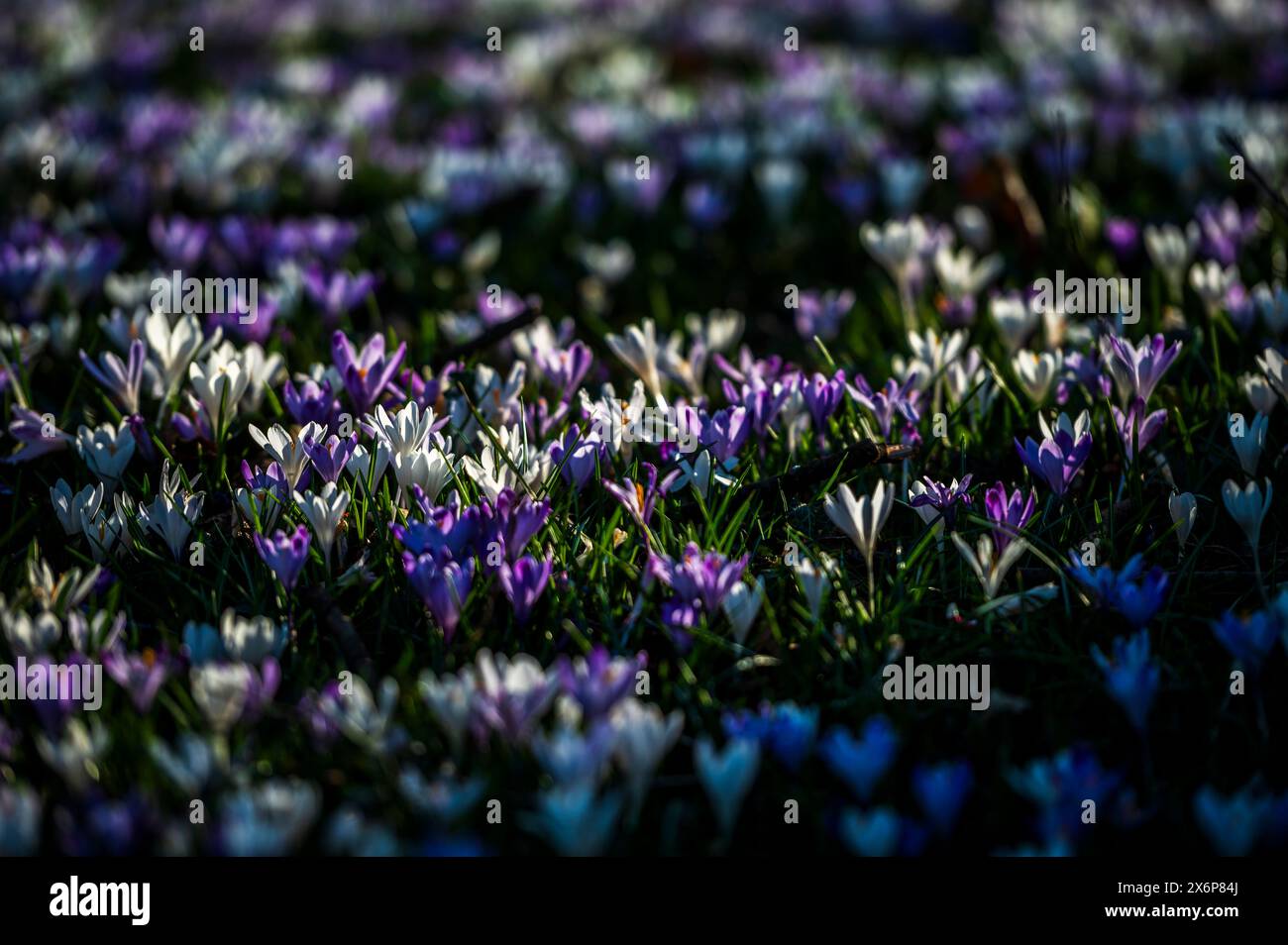 The arrival of spring. Crocus flowers in the forest. explosion of ...
