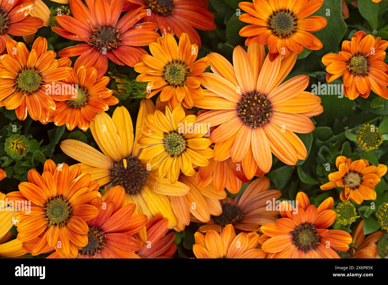 Glandular Cape Marigold Flowers, Dimorphotheca Sinuata Stock Photo - Alamy