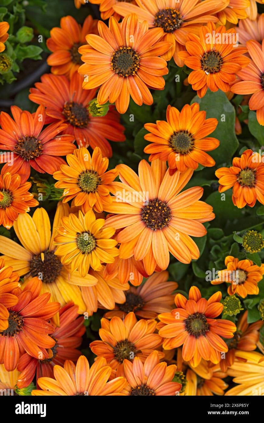 Glandular Cape Marigold Flowers, Dimorphotheca Sinuata Stock Photo - Alamy
