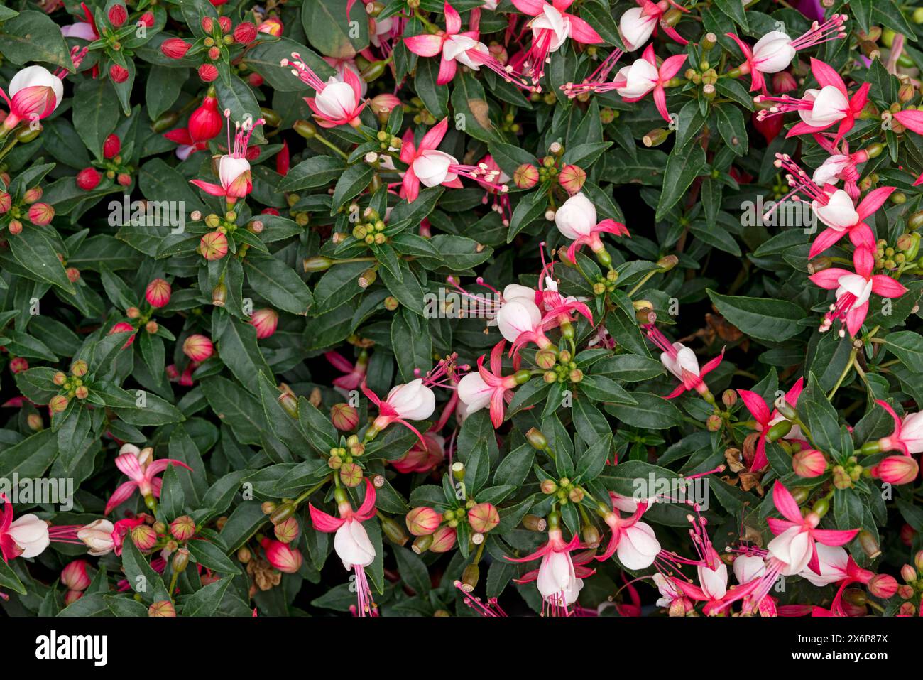 Fuchsia Standishii Flowers Stock Photo - Alamy