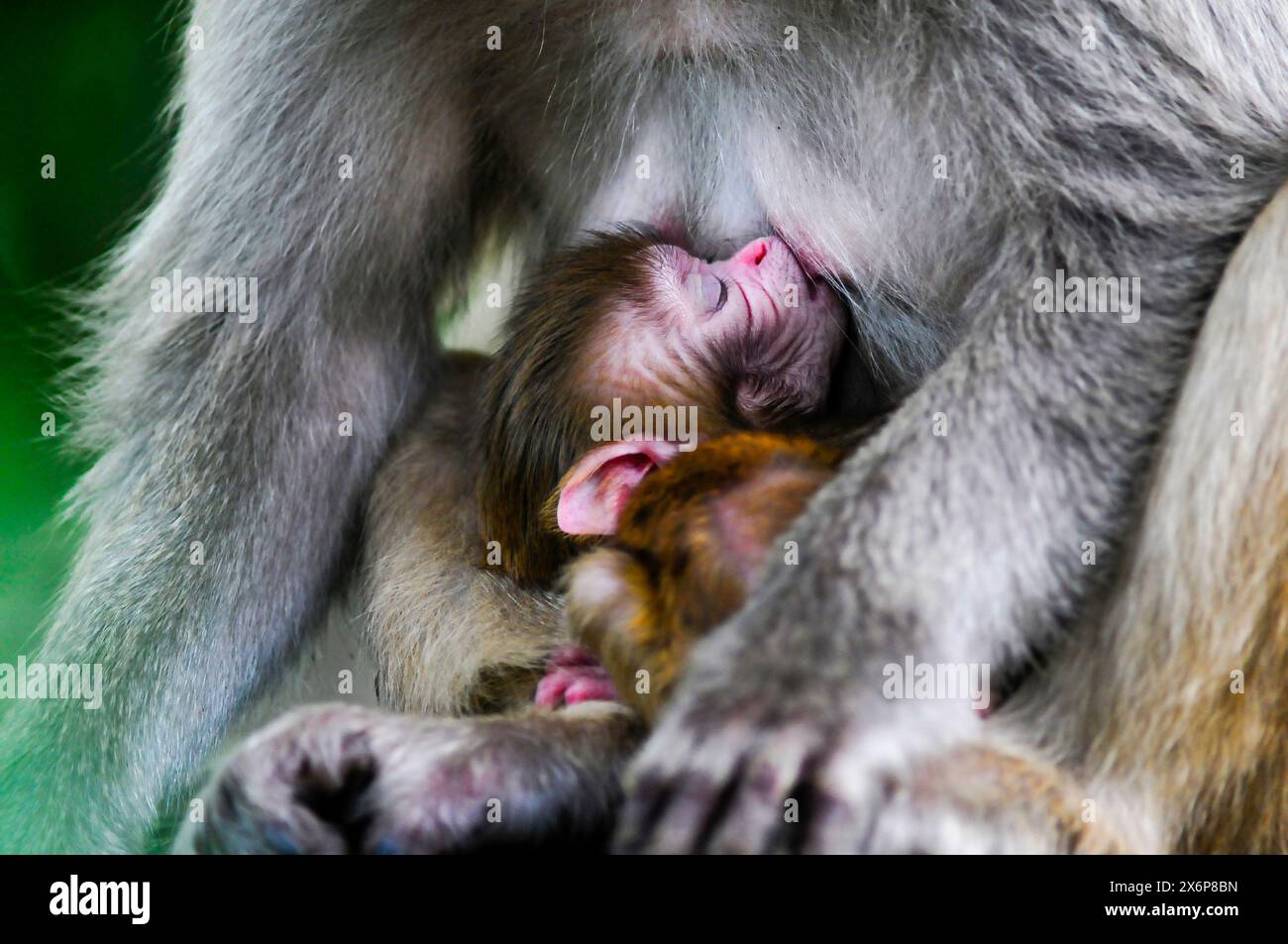 Group rhesus macaque macaca mulatta hi-res stock photography and images ...