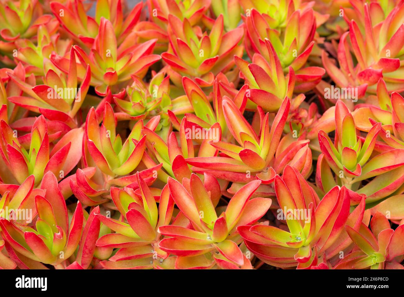 Crassula Capitella Campfire Stock Photo - Alamy