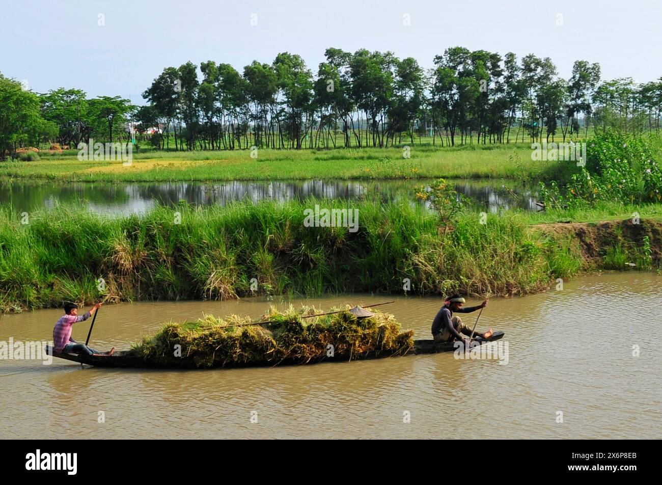 Farmers harvesting Boro paddy partially submerged in flooded land ...