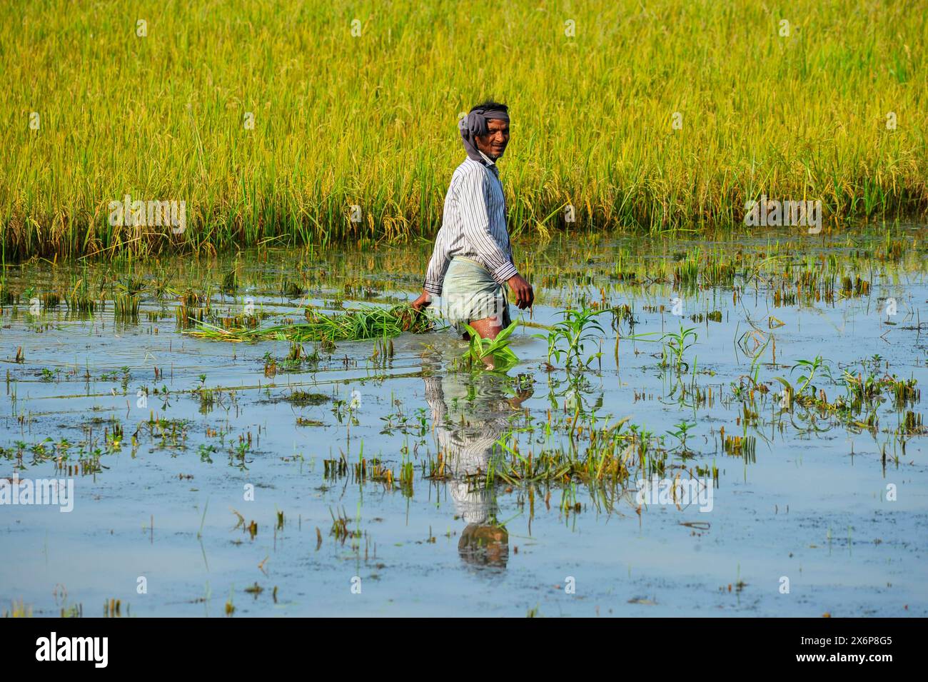 Boro paddy hi-res stock photography and images - Alamy