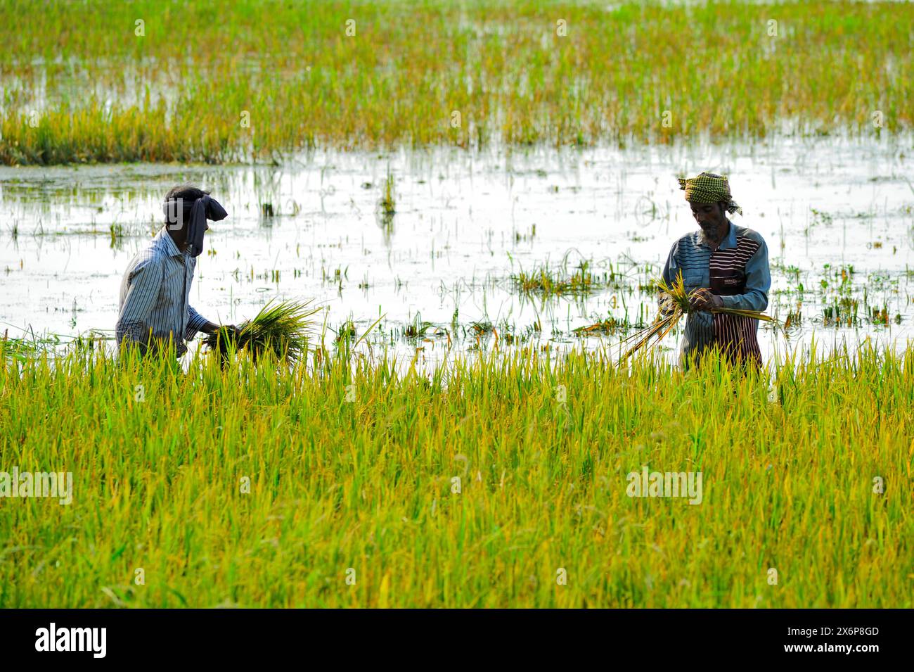 Boro paddy harvesting hi-res stock photography and images - Alamy