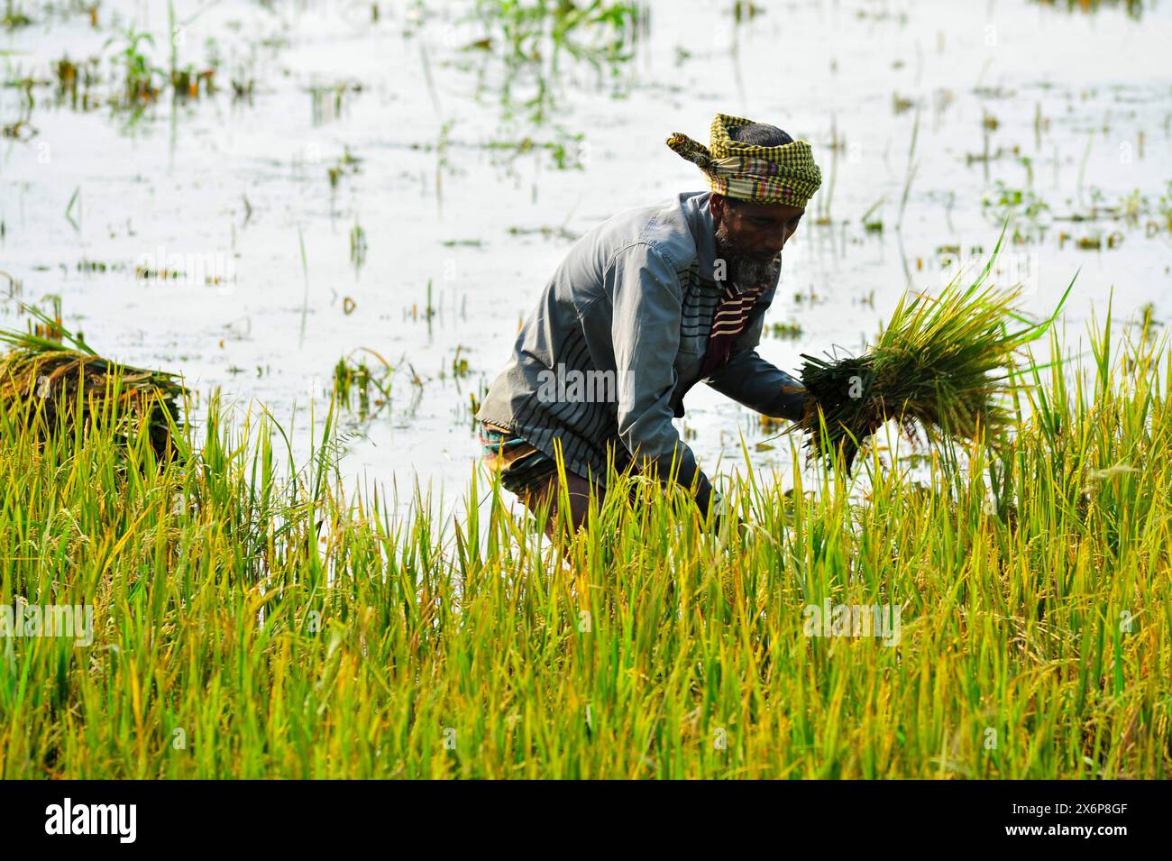 Farmers harvesting Boro paddy partially submerged in flooded land ...