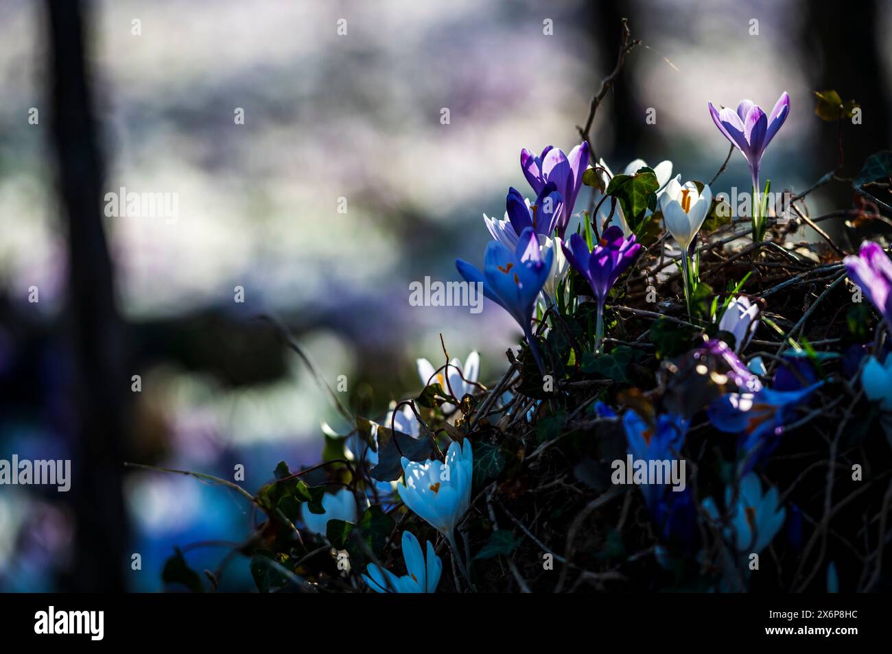 The arrival of spring. Crocus flowers in the forest. explosion of ...