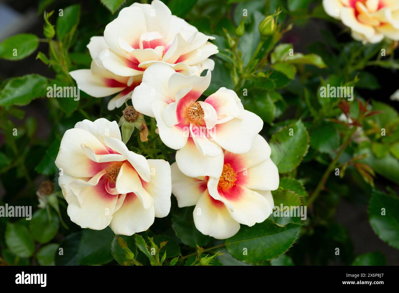 Glorious Babylon Eyes Rose Flower Stock Photo - Alamy