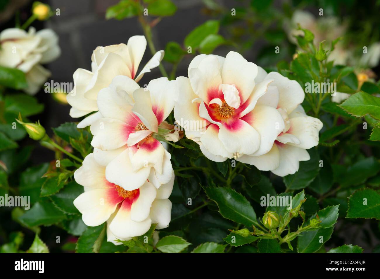 Rosa babylon hi-res stock photography and images - Alamy
