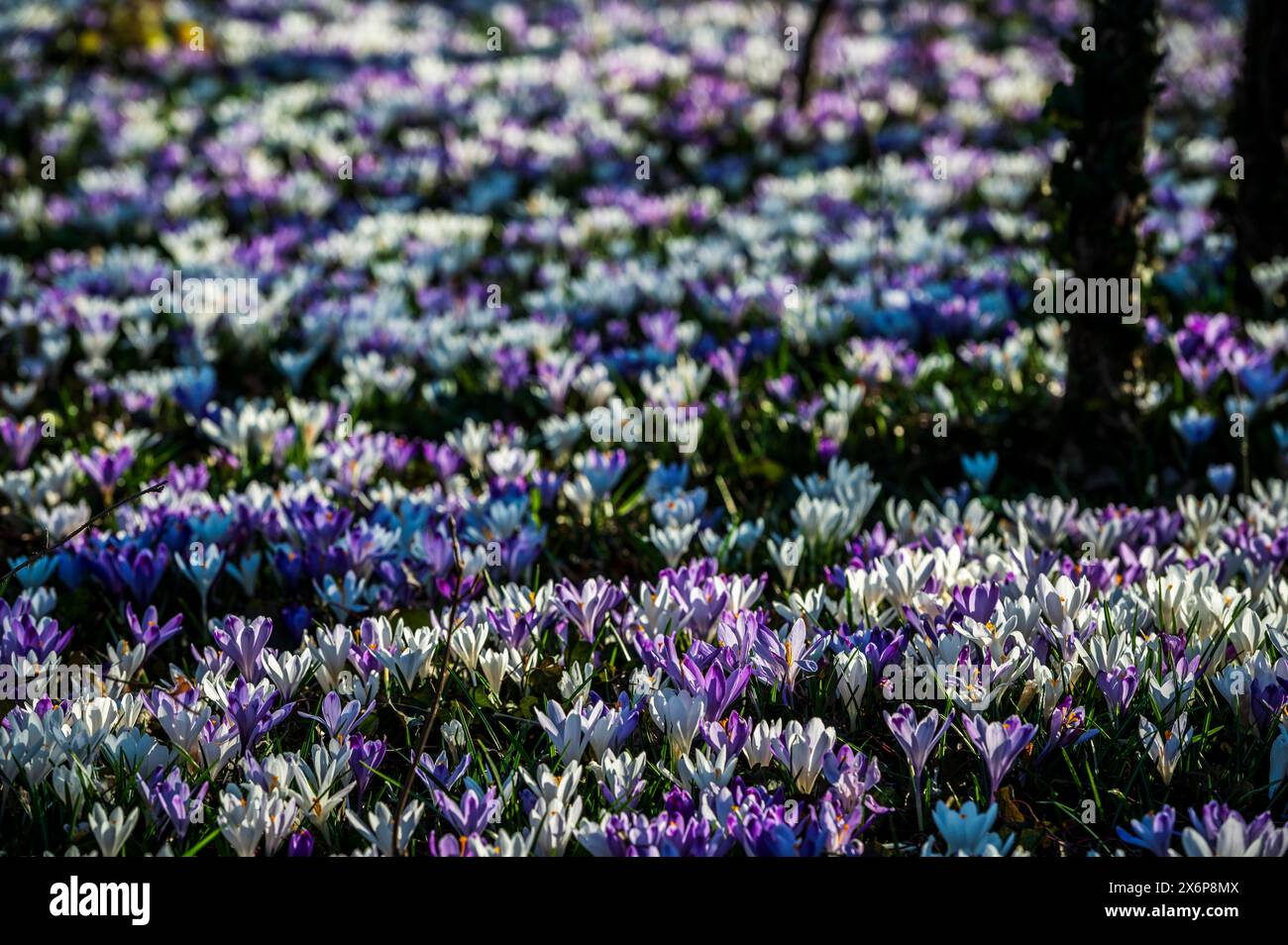 The arrival of spring. Crocus flowers in the forest. explosion of ...