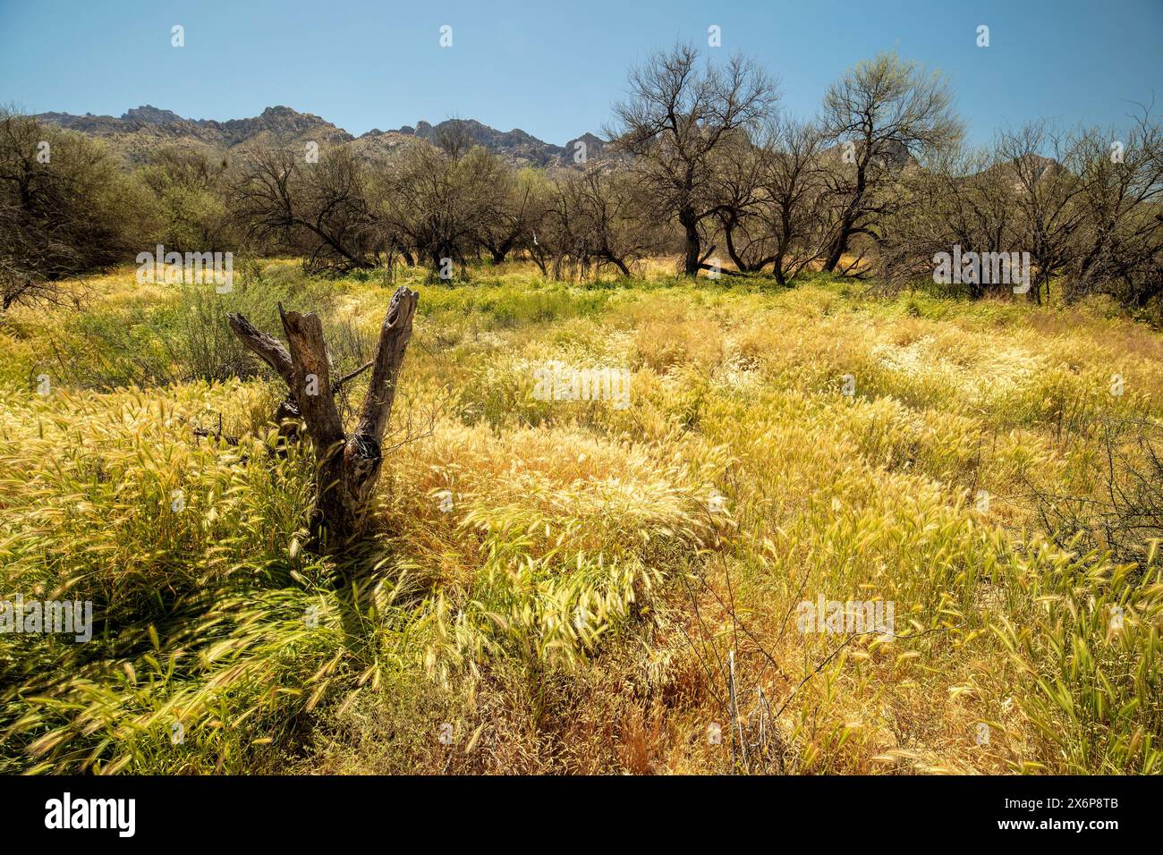 The wide open space of the glorious Catalina State Park, Oro Valley ...