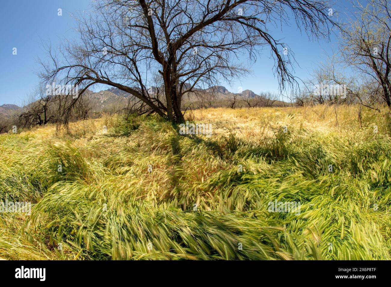The wide open space of the glorious Catalina State Park, Oro Valley ...