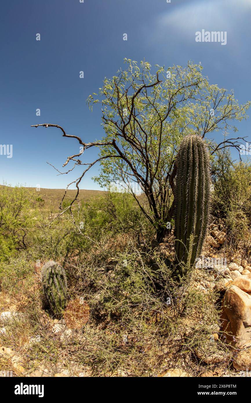 The wide open space of the glorious Catalina State Park, Oro Valley ...
