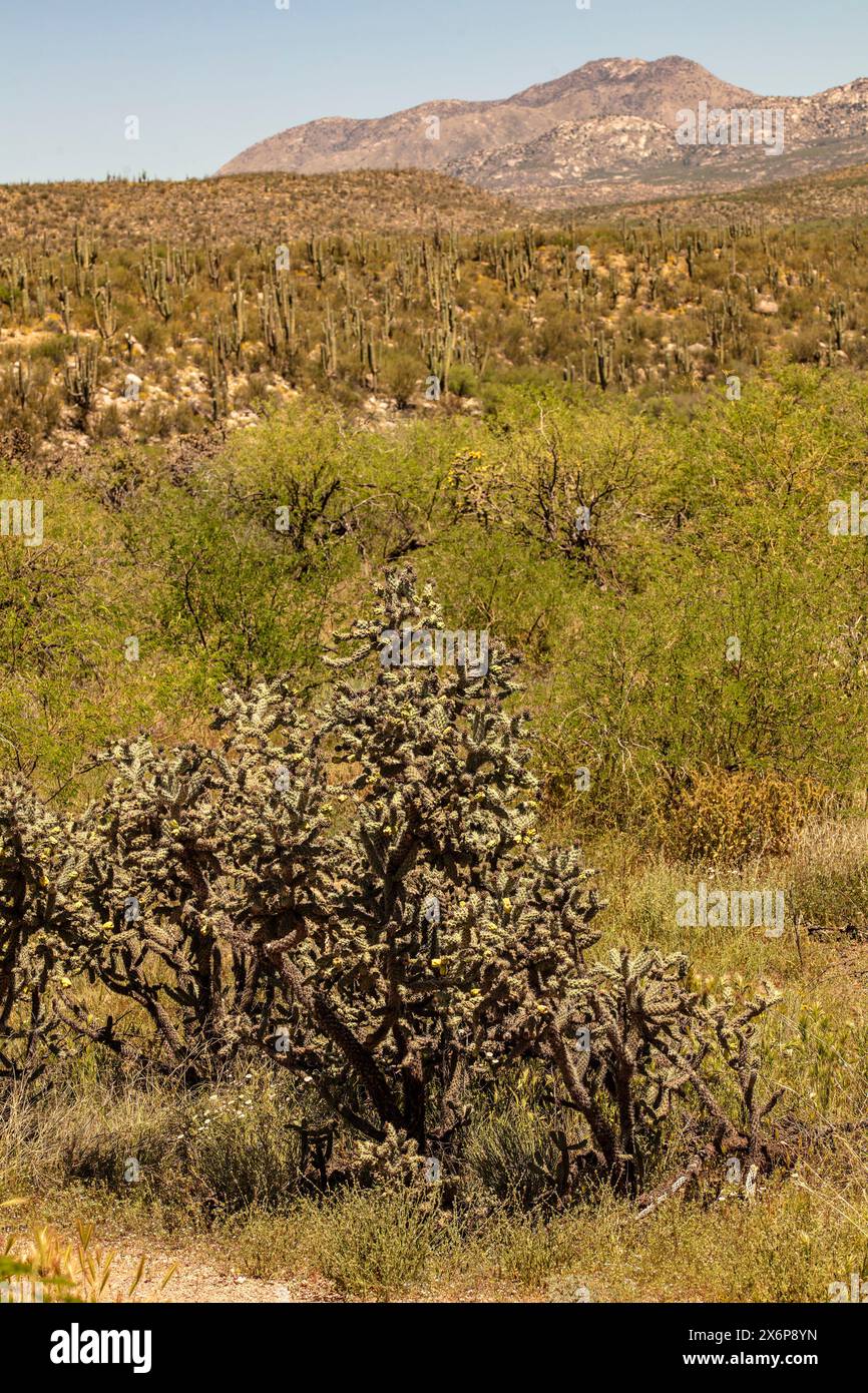 The wide open space of the glorious Catalina State Park, Oro Valley ...