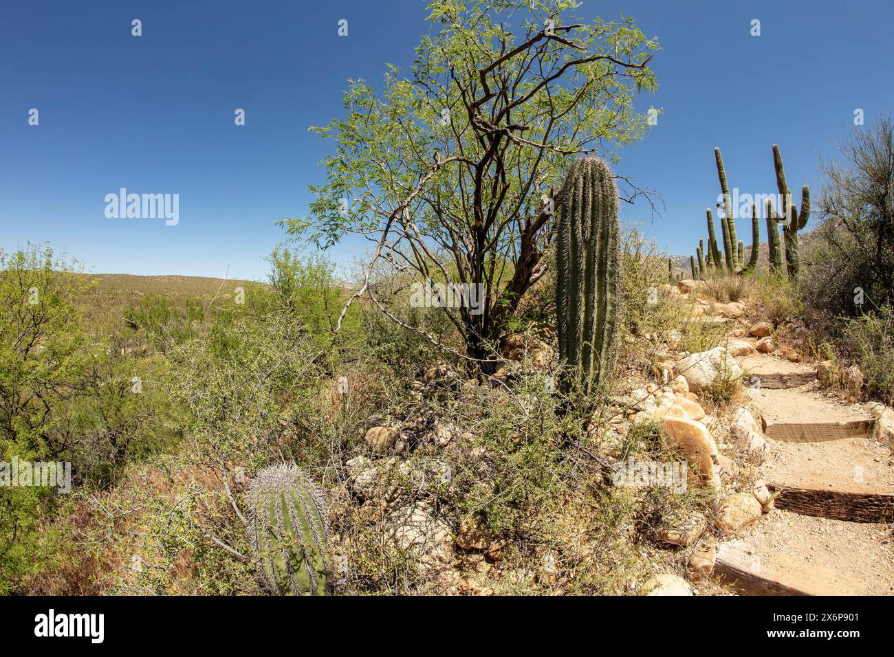 The wide open space of the glorious Catalina State Park, Oro Valley ...