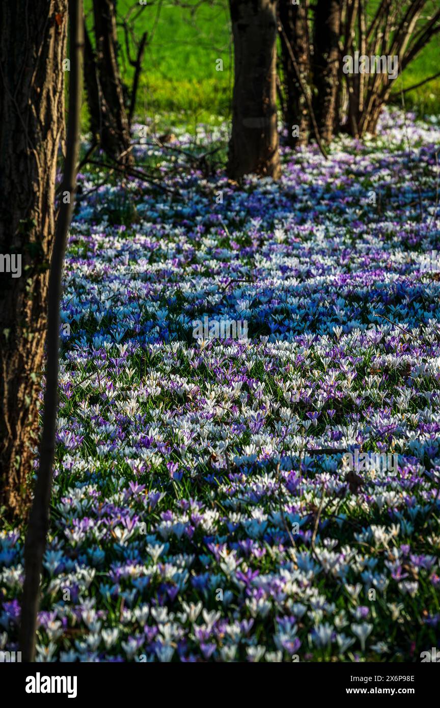 The arrival of spring. Crocus flowers in the forest. explosion of ...