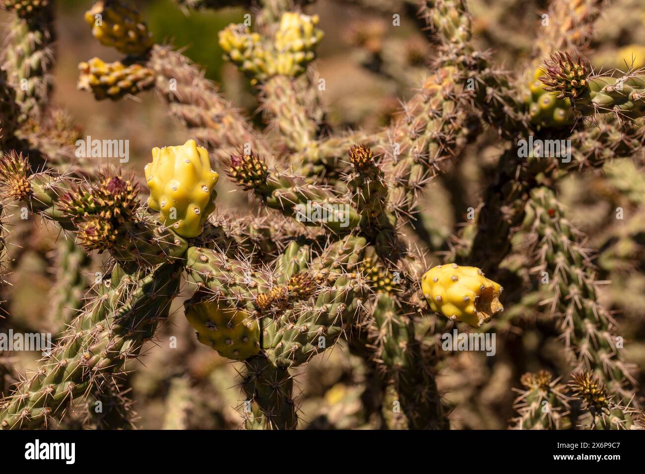 Natural close up flowering plant portrait of Smooth chain-fruit Cholla ...