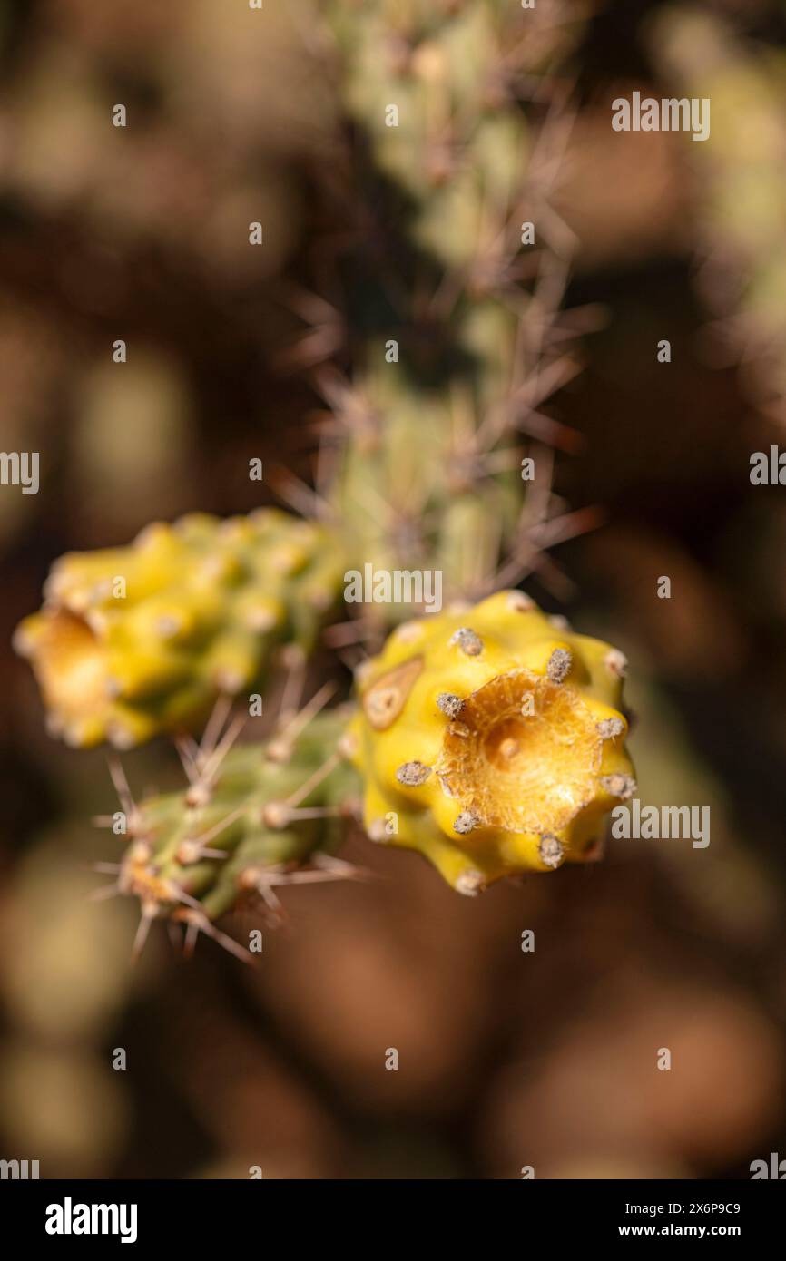 Natural close up flowering plant portrait of Smooth chain-fruit Cholla ...