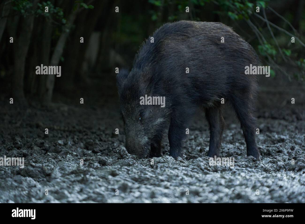Juvenile wild hog (feral pig) rooting in the forest after sunset Stock ...