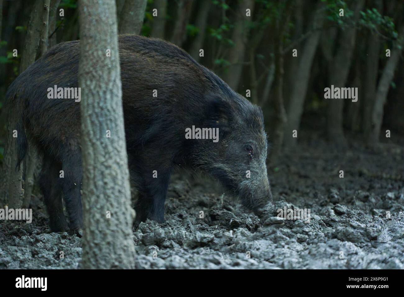 Juvenile wild hog (feral pig) rooting in the forest after sunset Stock ...