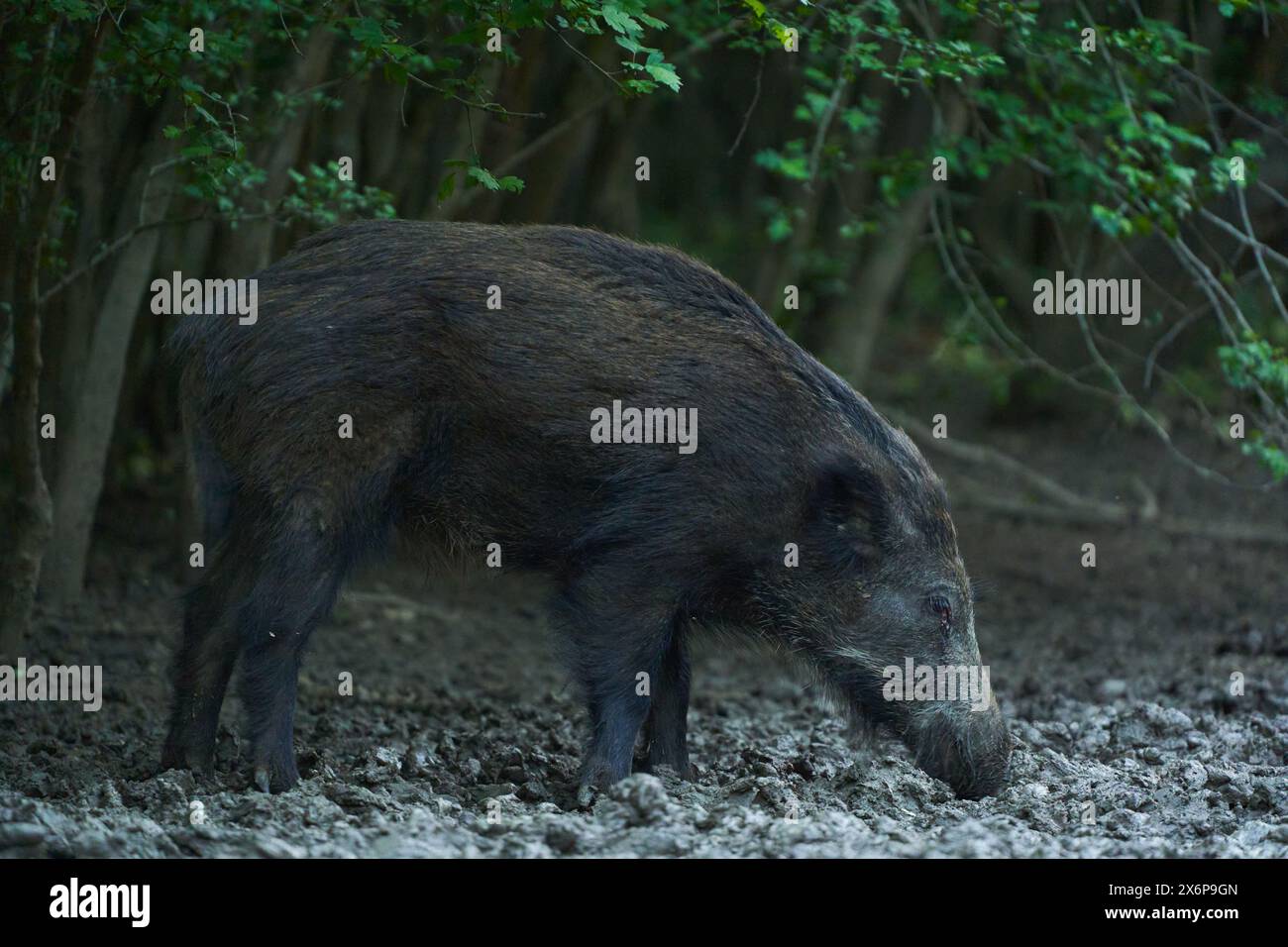 Juvenile wild hog (feral pig) rooting in the forest after sunset Stock ...