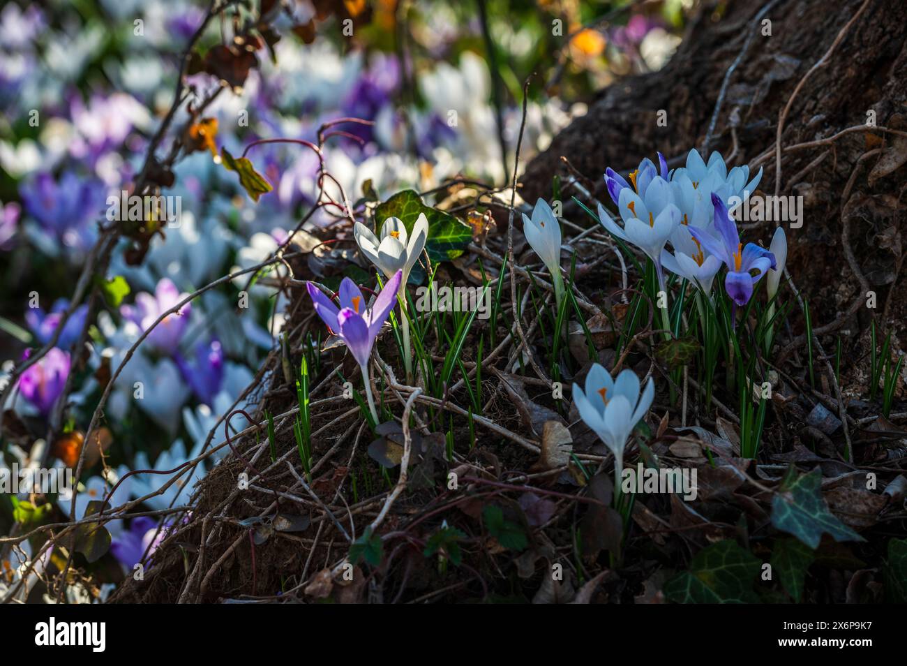 The arrival of spring. Crocus flowers in the forest. explosion of ...