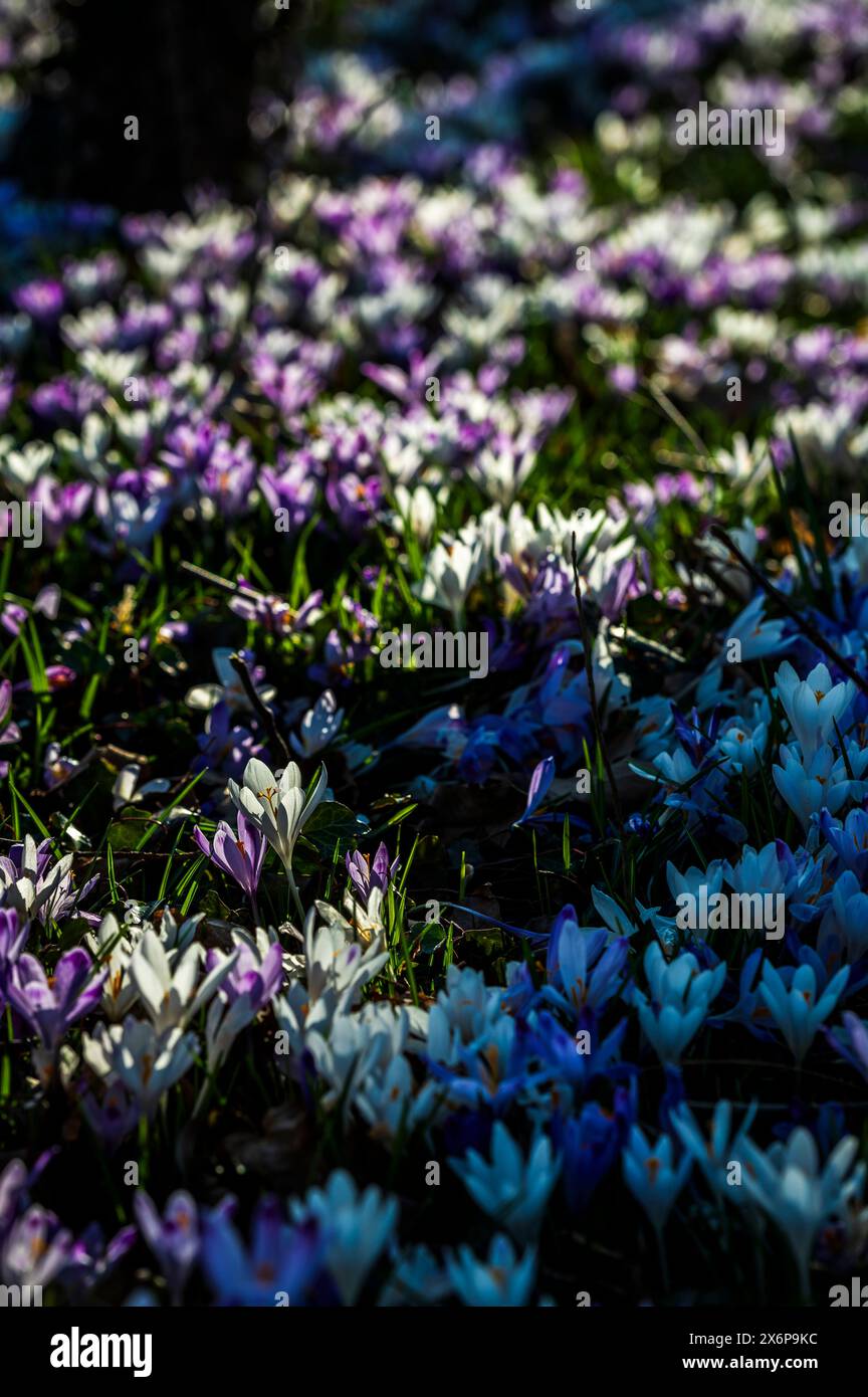 The arrival of spring. Crocus flowers in the forest. explosion of ...