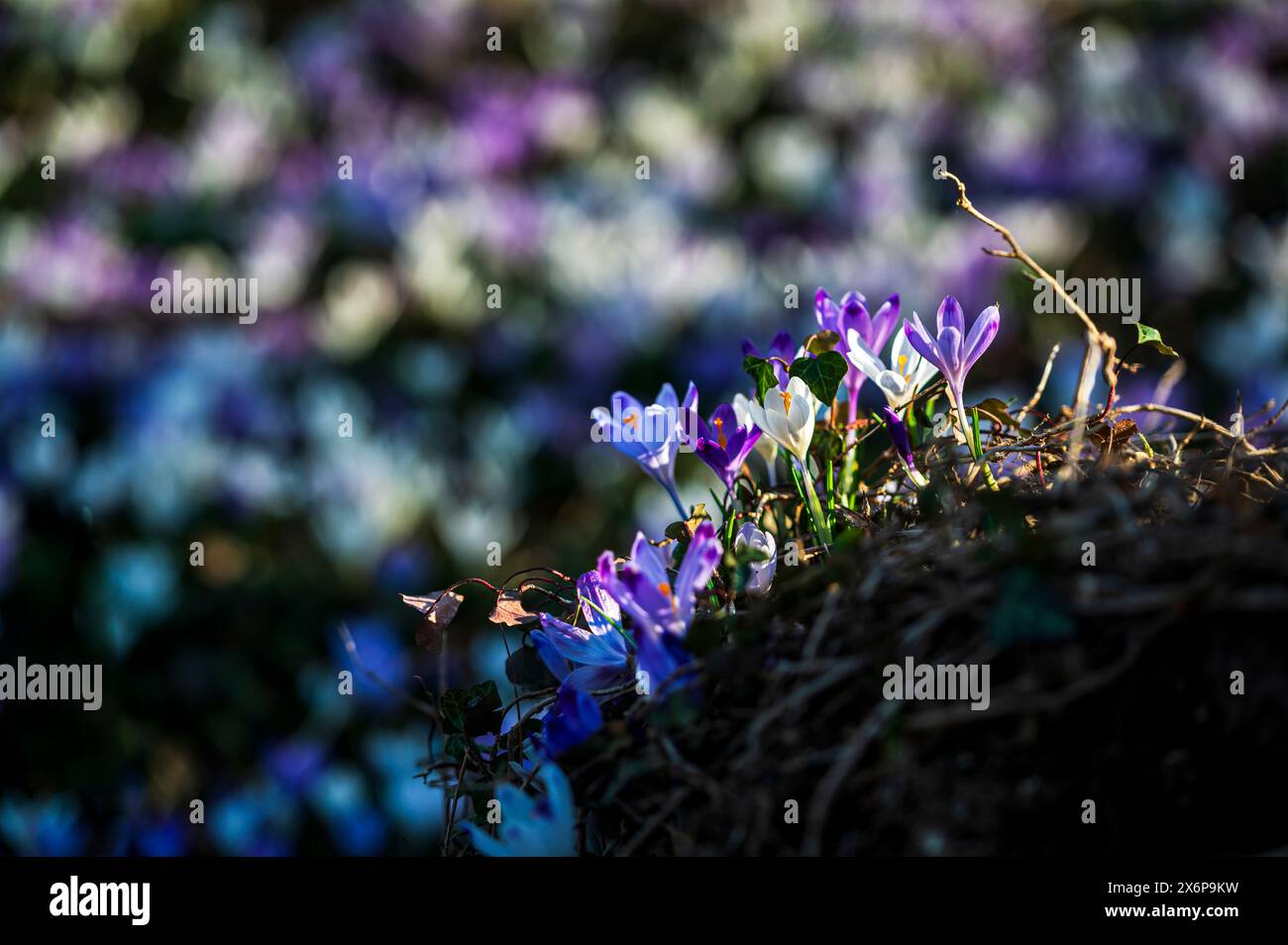 The arrival of spring. Crocus flowers in the forest. explosion of ...